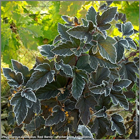 Plant Gallery - Encyklopedia Roślin: Physocarpus species and varieties photos, pictures ...